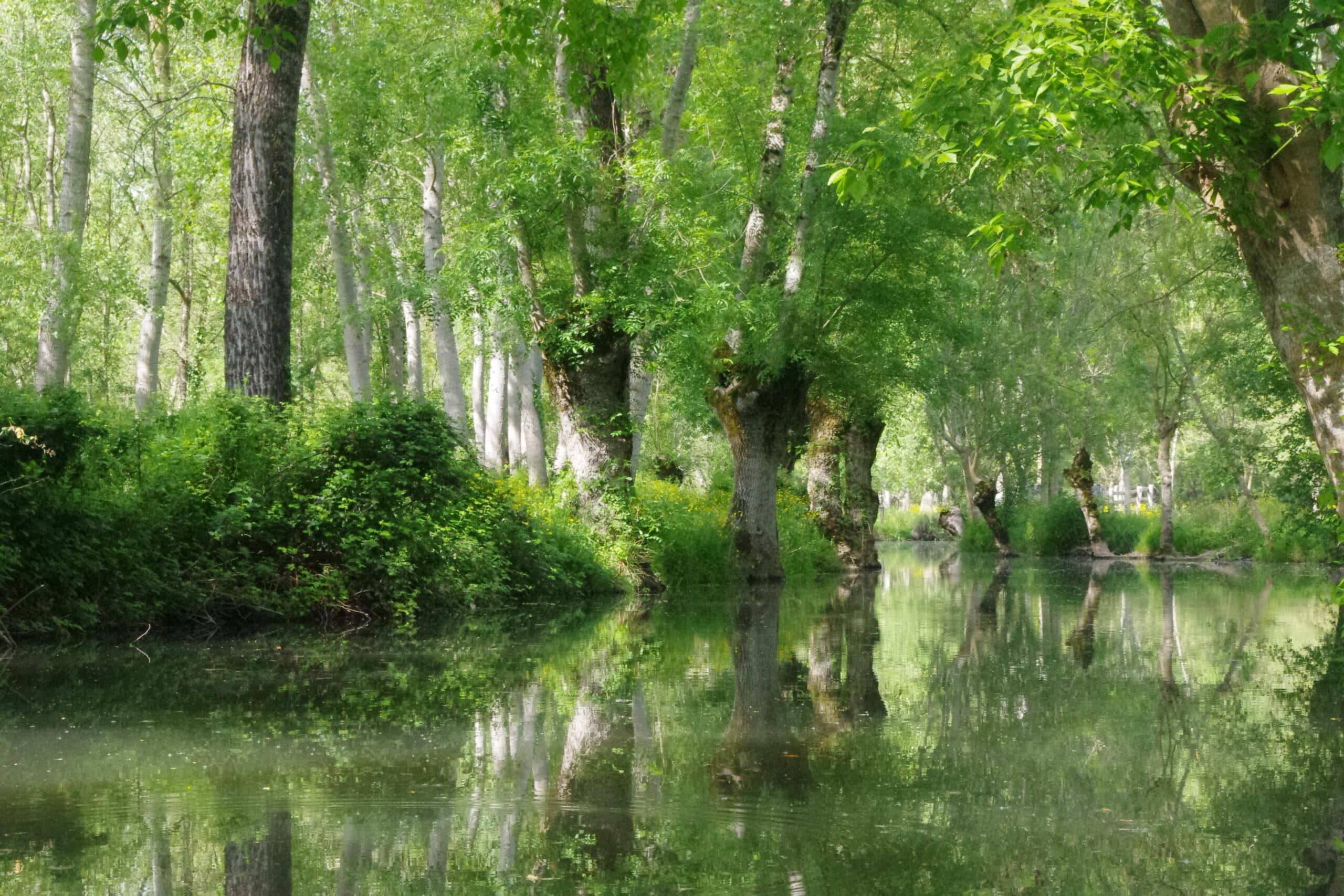 ORIGINAL CONCHE MP - Pigouille Radio